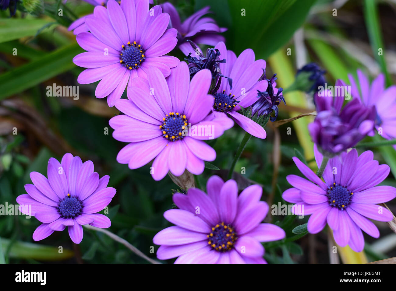 Macro details of colorful Daisy flower Stock Photo - Alamy