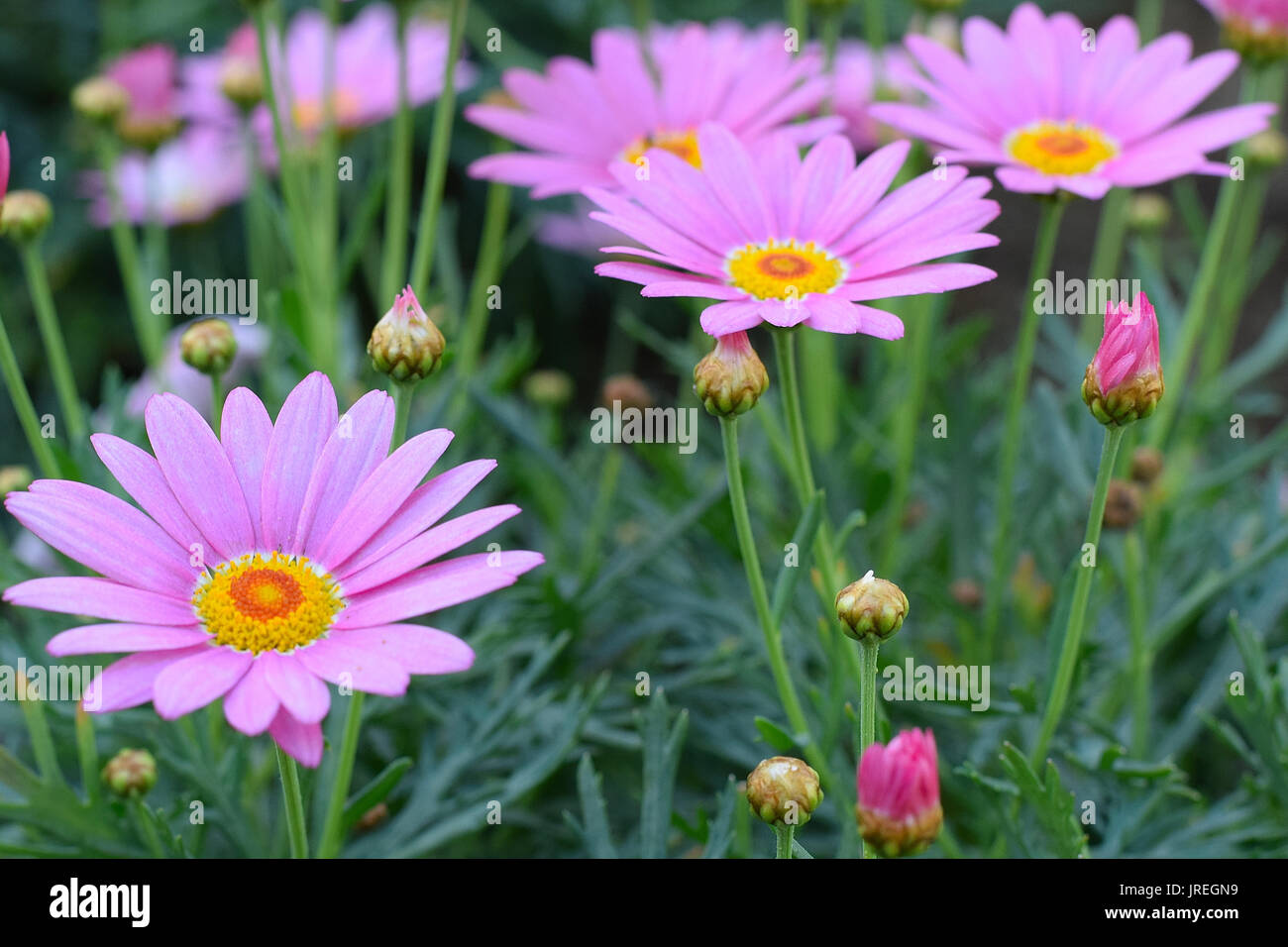 Macro details of colorful Daisy flower Stock Photo - Alamy