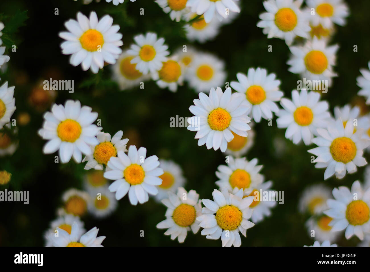 Macro details of colorful Daisy flower Stock Photo - Alamy