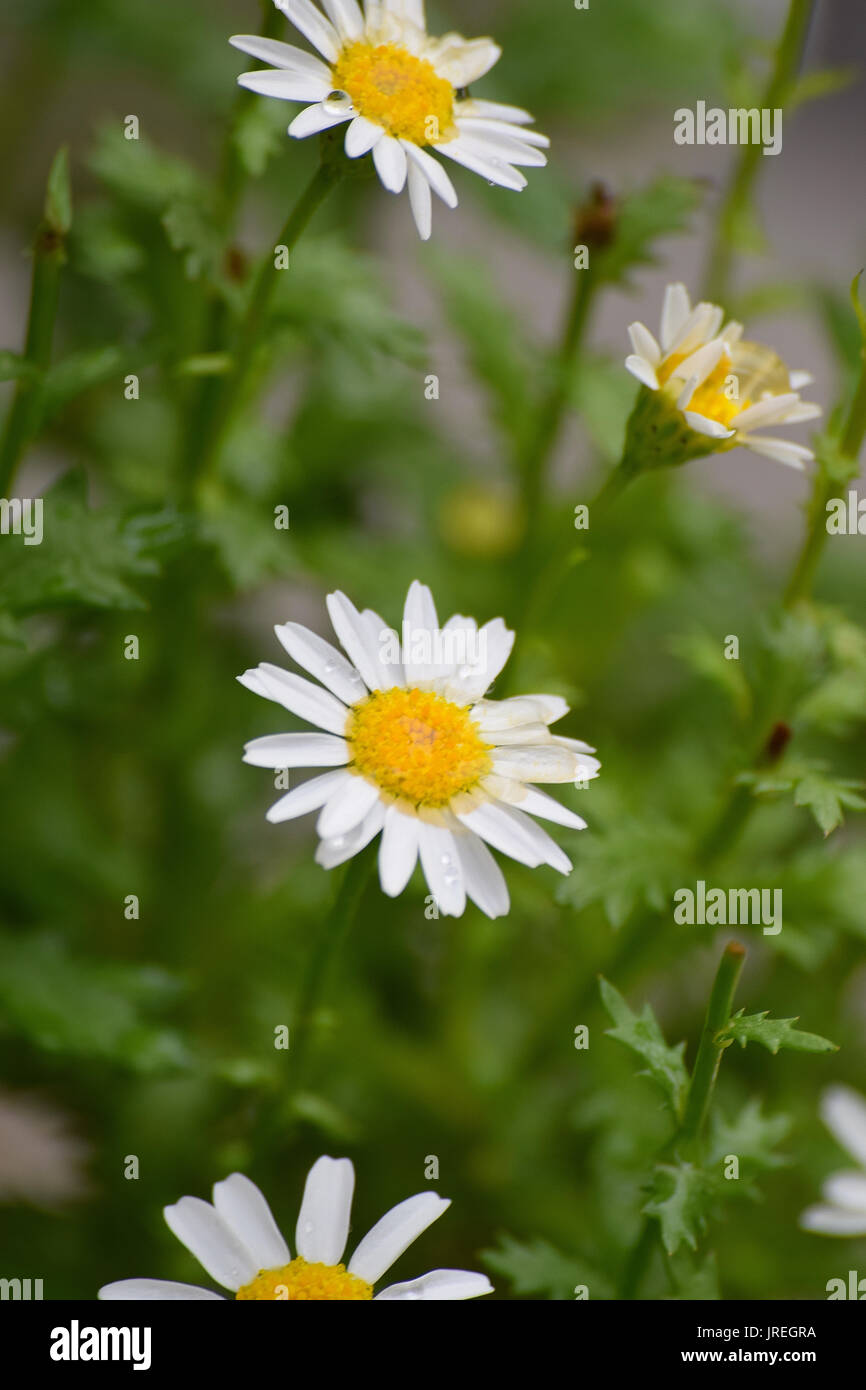 Macro details of colorful Daisy flower Stock Photo - Alamy