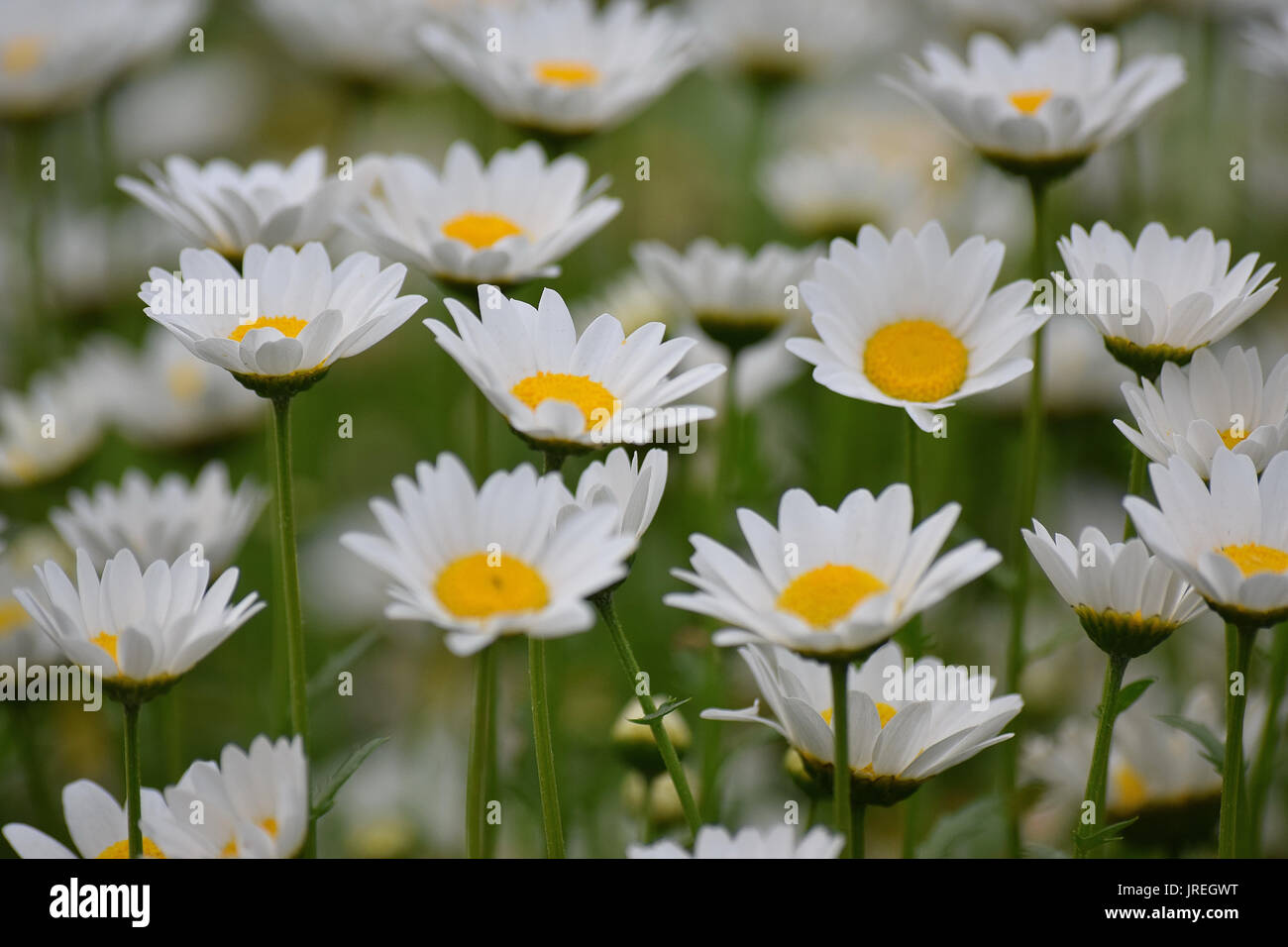 Macro details of colorful Daisy flower Stock Photo - Alamy
