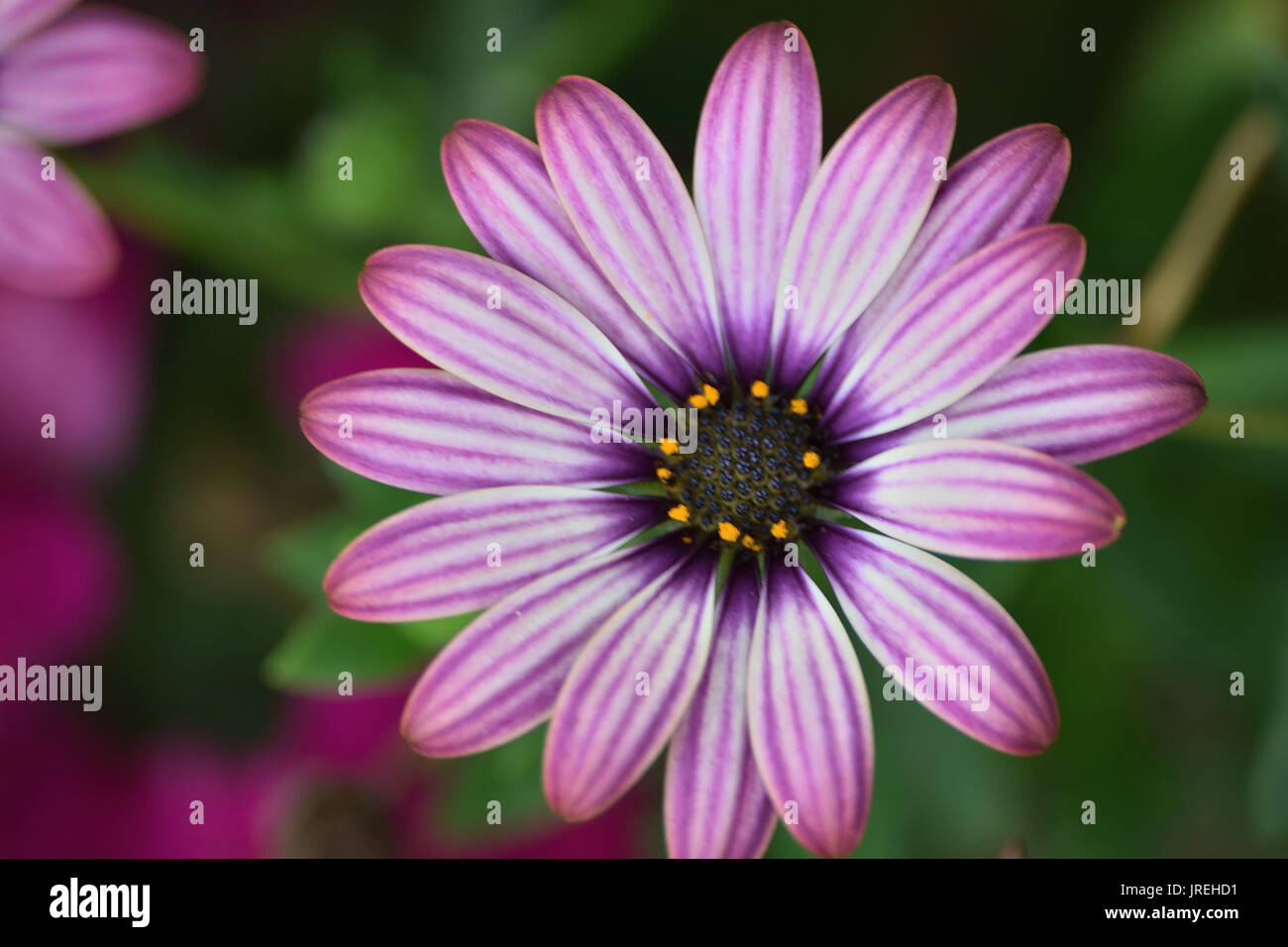 Macro details of colorful Daisy flower Stock Photo - Alamy