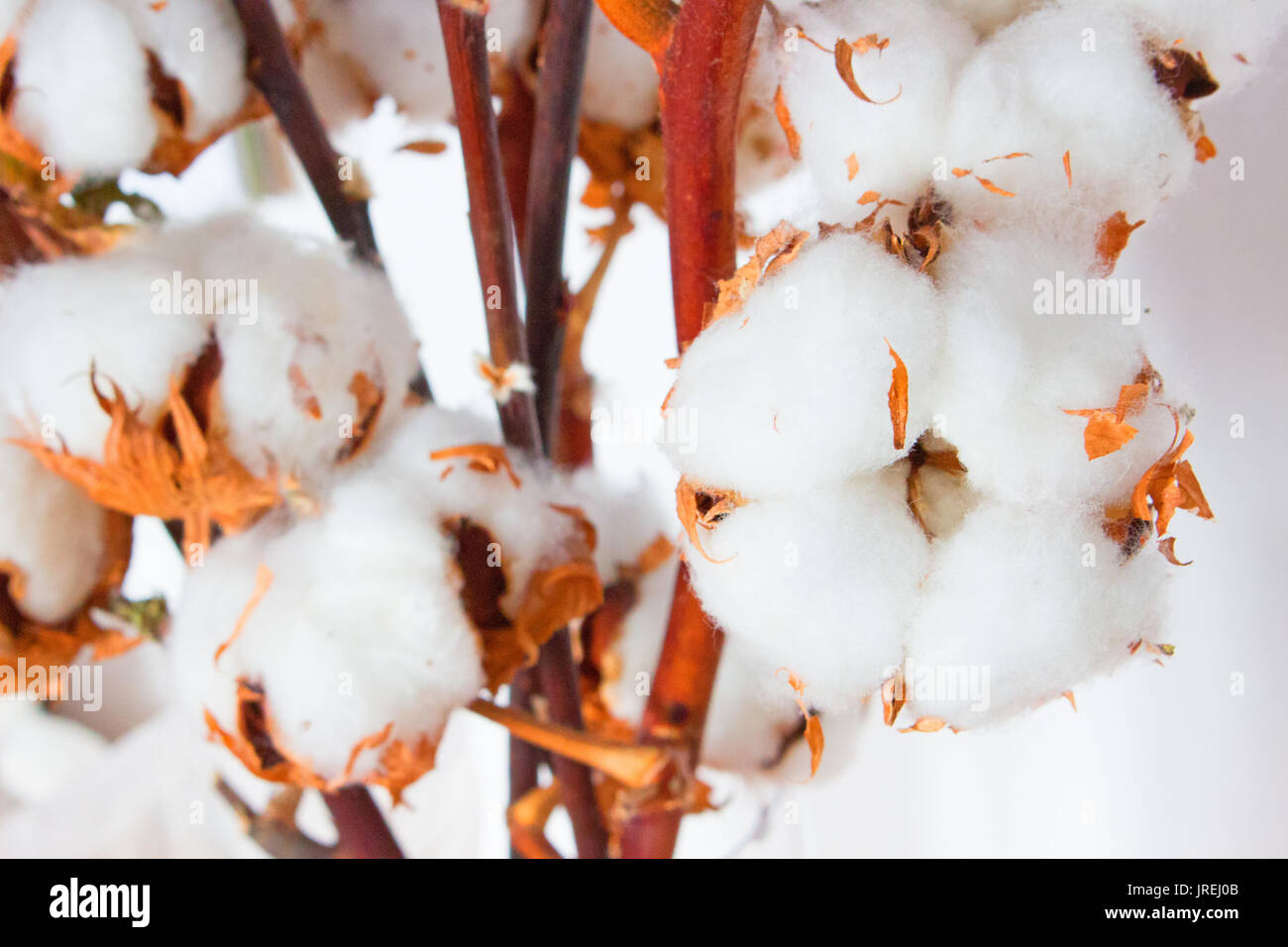 Cotton. Beautiful cotton balls. Natural, fresh decoration Stock Photo ...