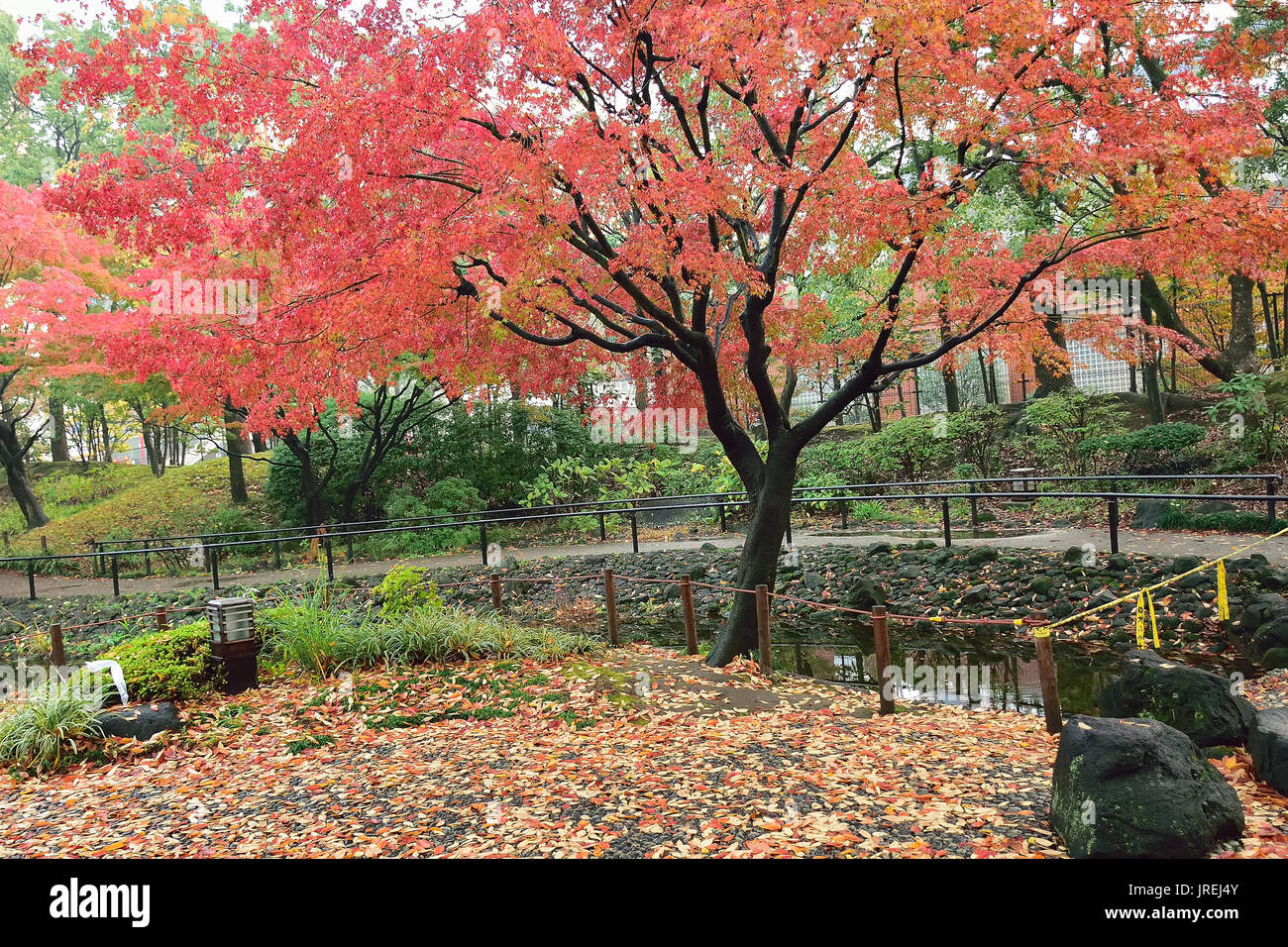 Colorful Landscape of Japanese Autumn Maple Trees Stock Photo - Alamy