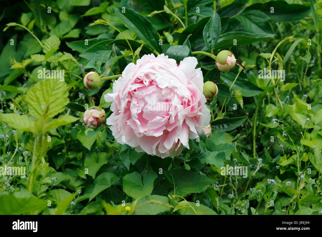 Pfingstrose hi-res stock photography and images - Alamy