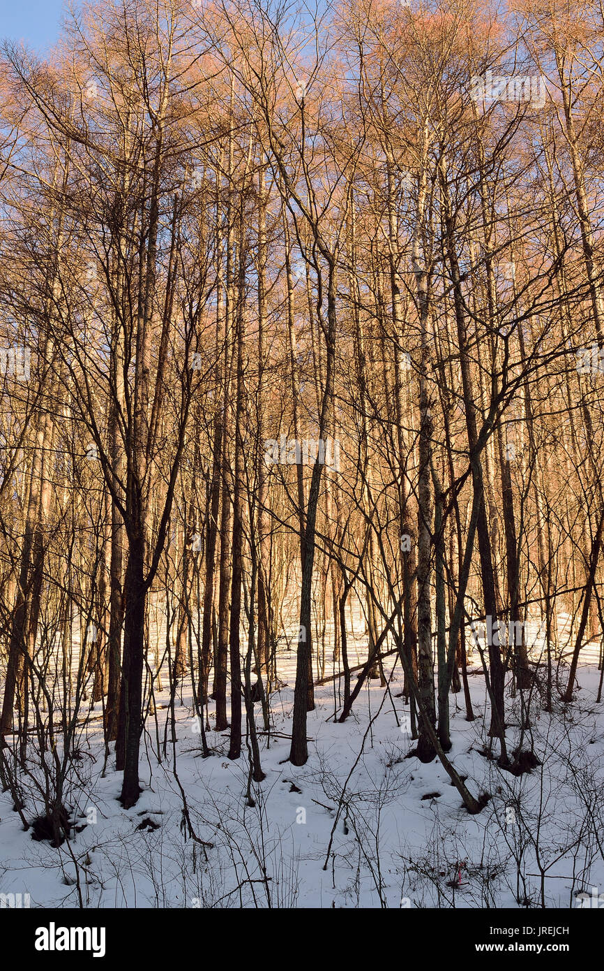Nature background of bare winter leafless tree Stock Photo - Alamy