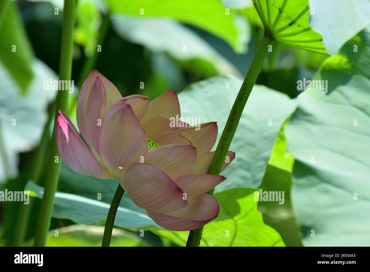Macro texture of Lotus flowers at Japanese garden Stock Photo - Alamy