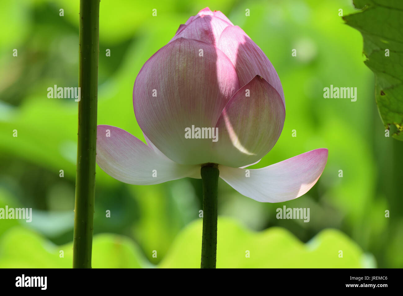 Macro texture of Lotus flowers at Japanese garden Stock Photo - Alamy