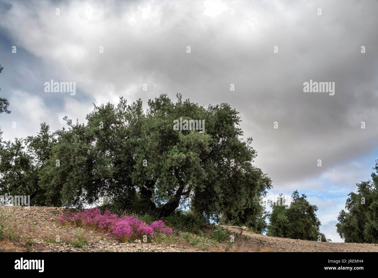 Olive tree in bloom during spring, Andalusia, Spain Stock Photo - Alamy