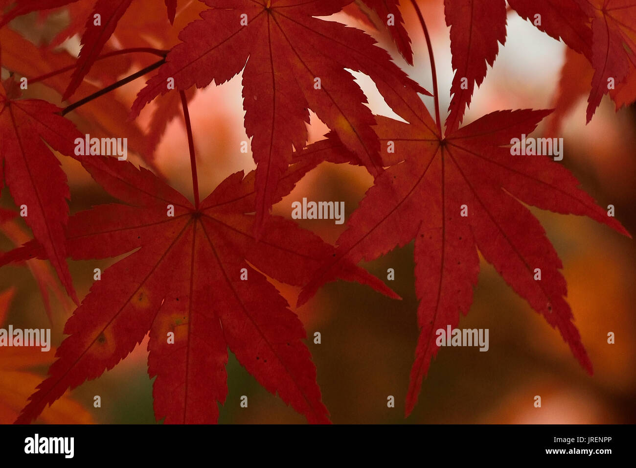 Colorful Landscape of Japanese Autumn Maple Trees Stock Photo - Alamy