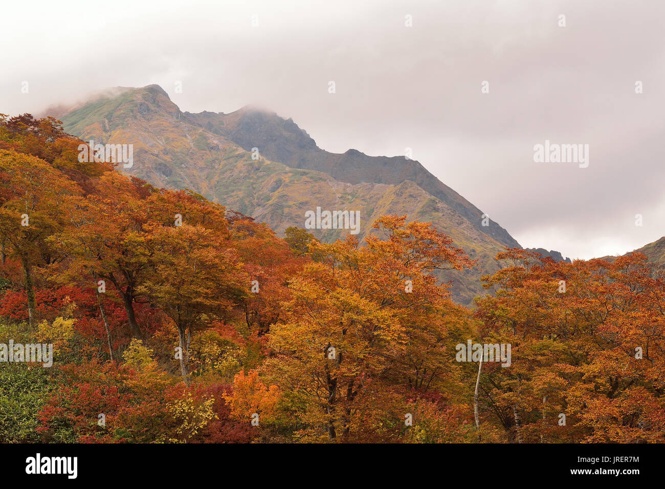 Colorful Landscape of Japanese Autumn Maple Trees Stock Photo - Alamy