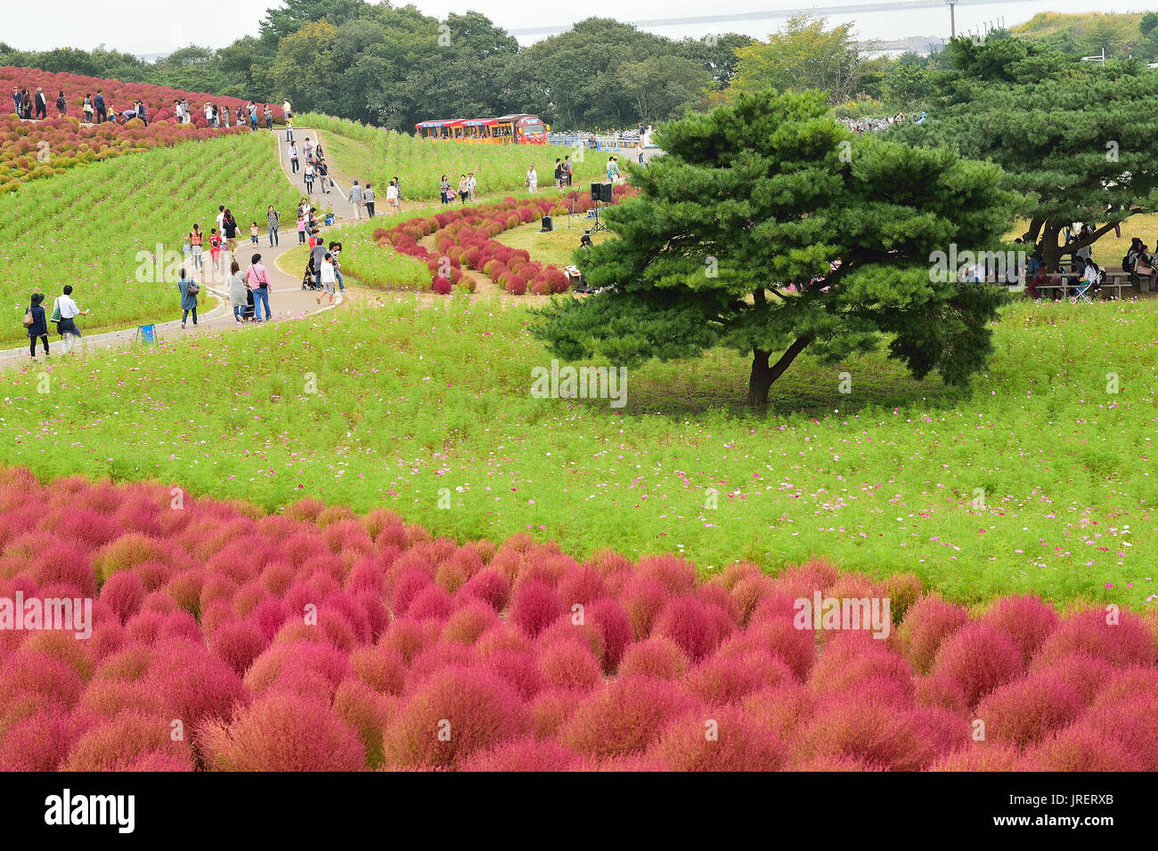 Crowd enjoying Autumn Landscape at Hitachi Seaside Park, Japan Stock ...