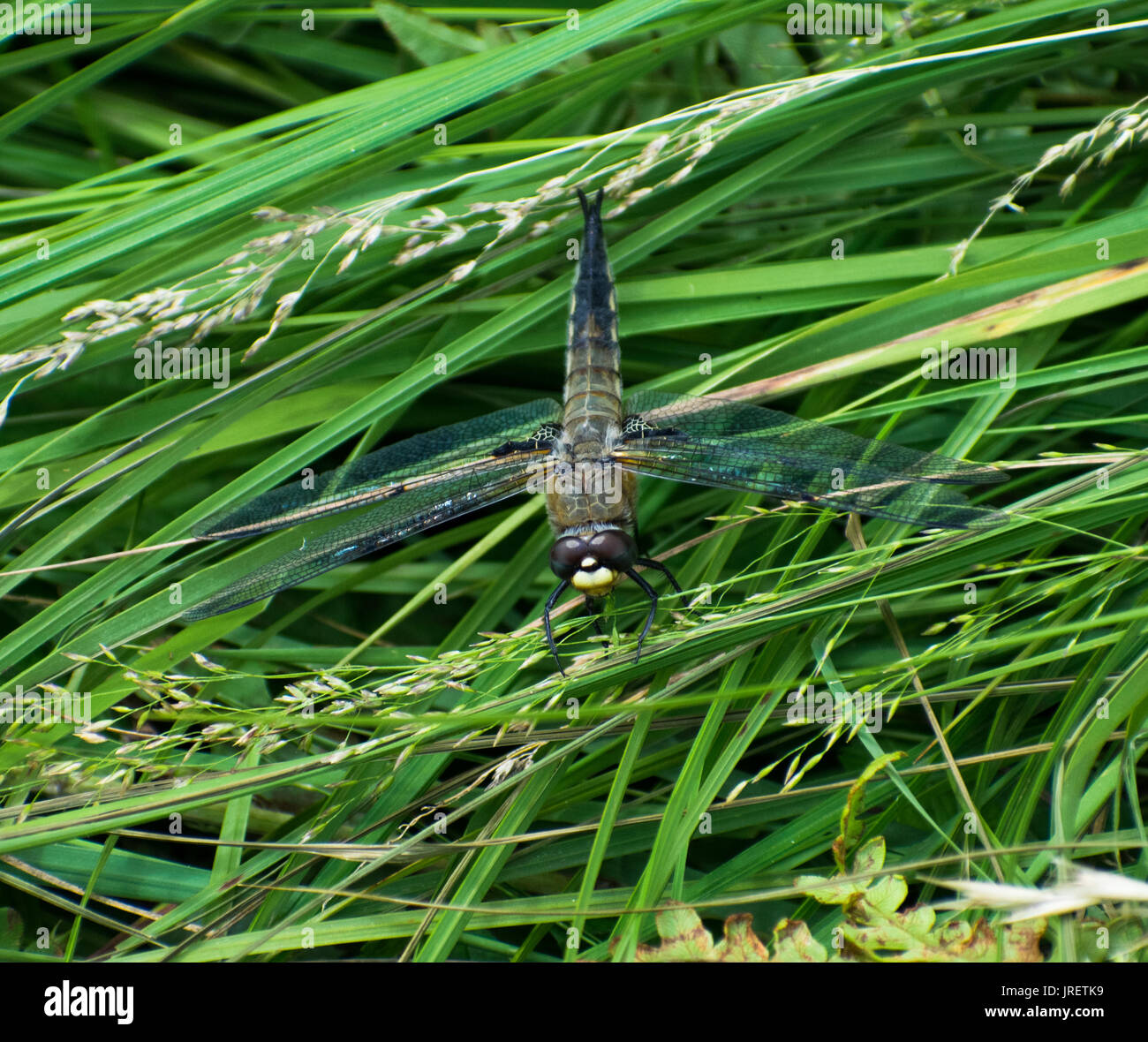 Bug Eyed Dragonfly Stock Photo - Alamy