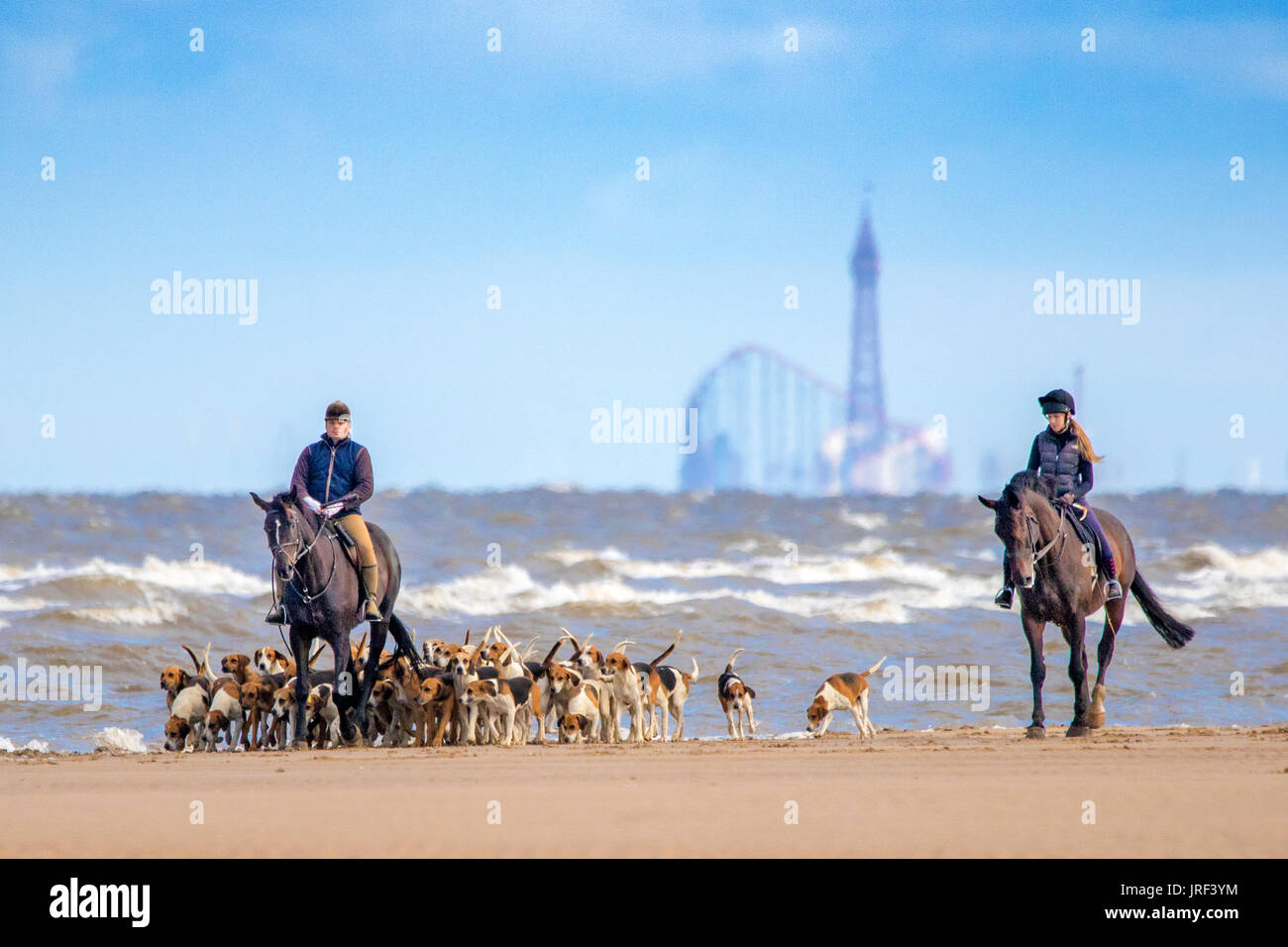 English hunting horse hi-res stock photography and images - Alamy