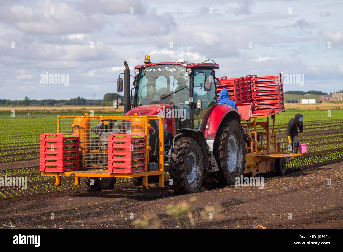 Automatic Case IH tractor planting transplanting lettuce seedlings ...