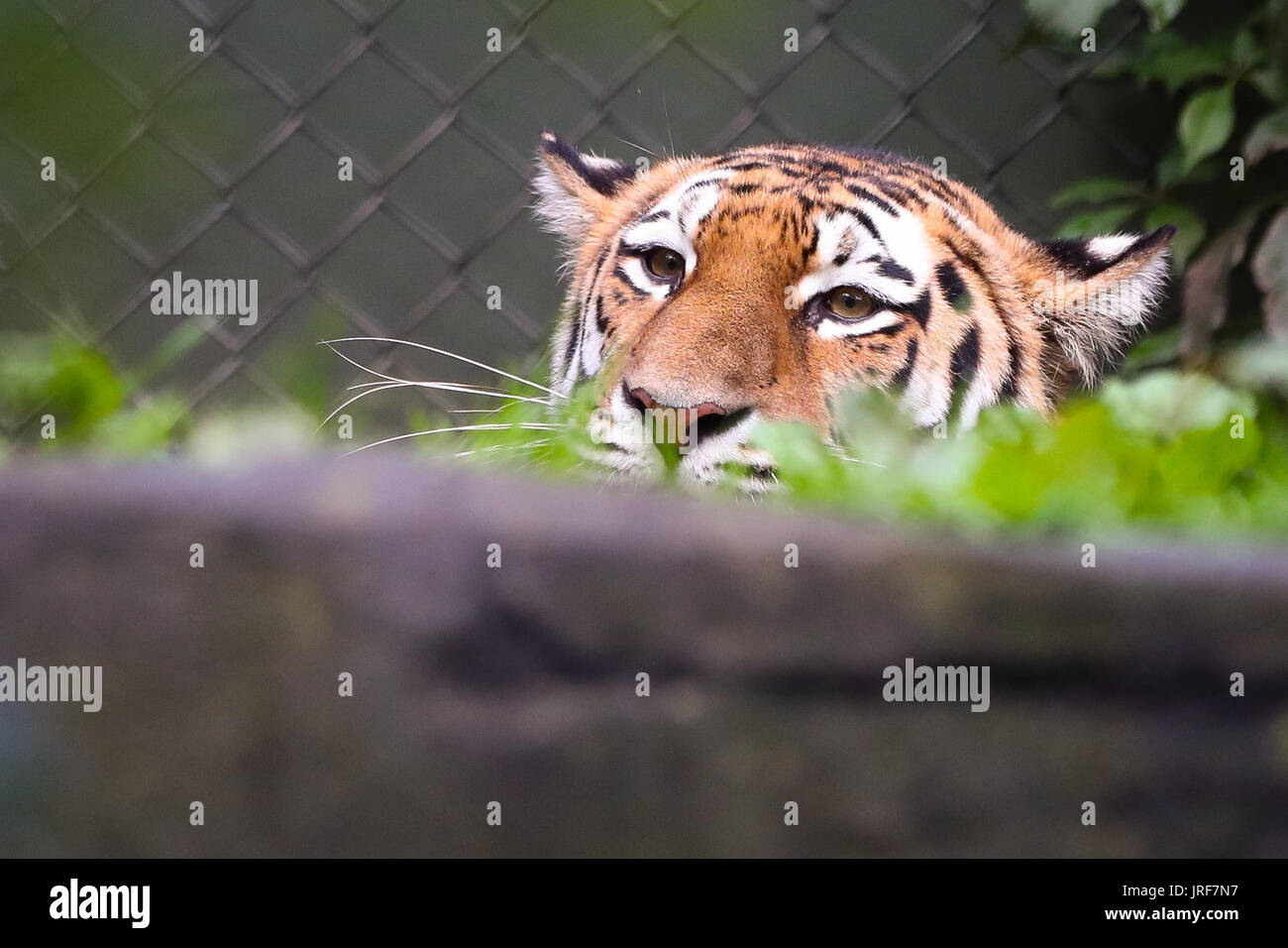 The Siberian tiger "Maroushka" explores her new home for the first time ...