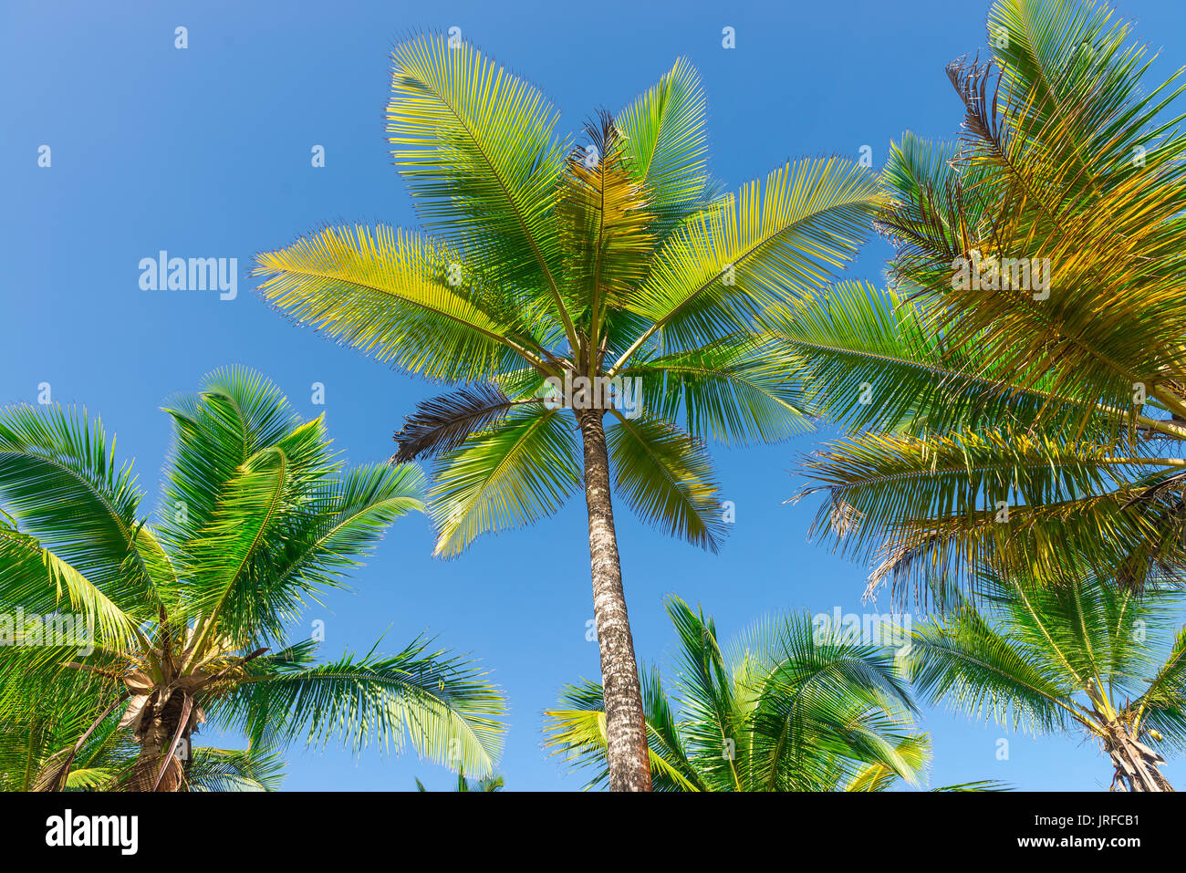 Coconut palm tree plantation view from bottom floor to high up Stock ...
