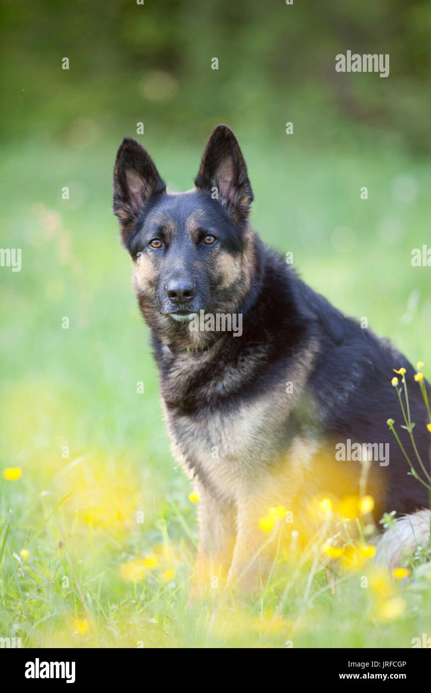 German shepherd flowers hi-res stock photography and images - Alamy