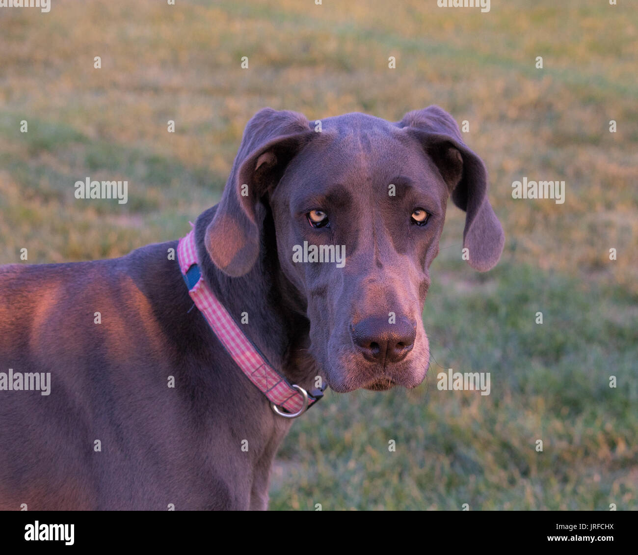 Head, neck shoulders of young female grey great dane, yellow eyes ...