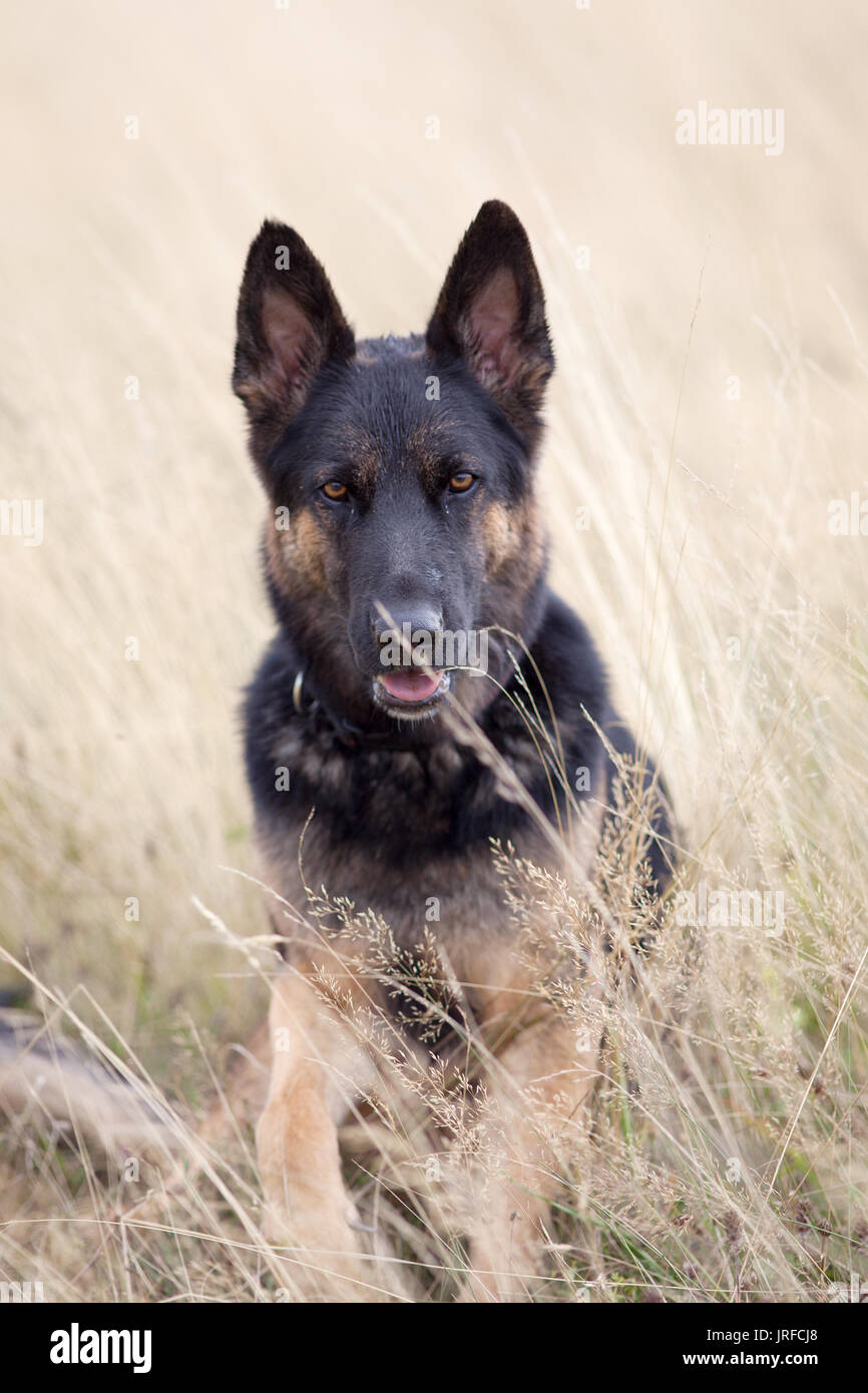 Dog German Shepherd sit in field portrait Stock Photo - Alamy