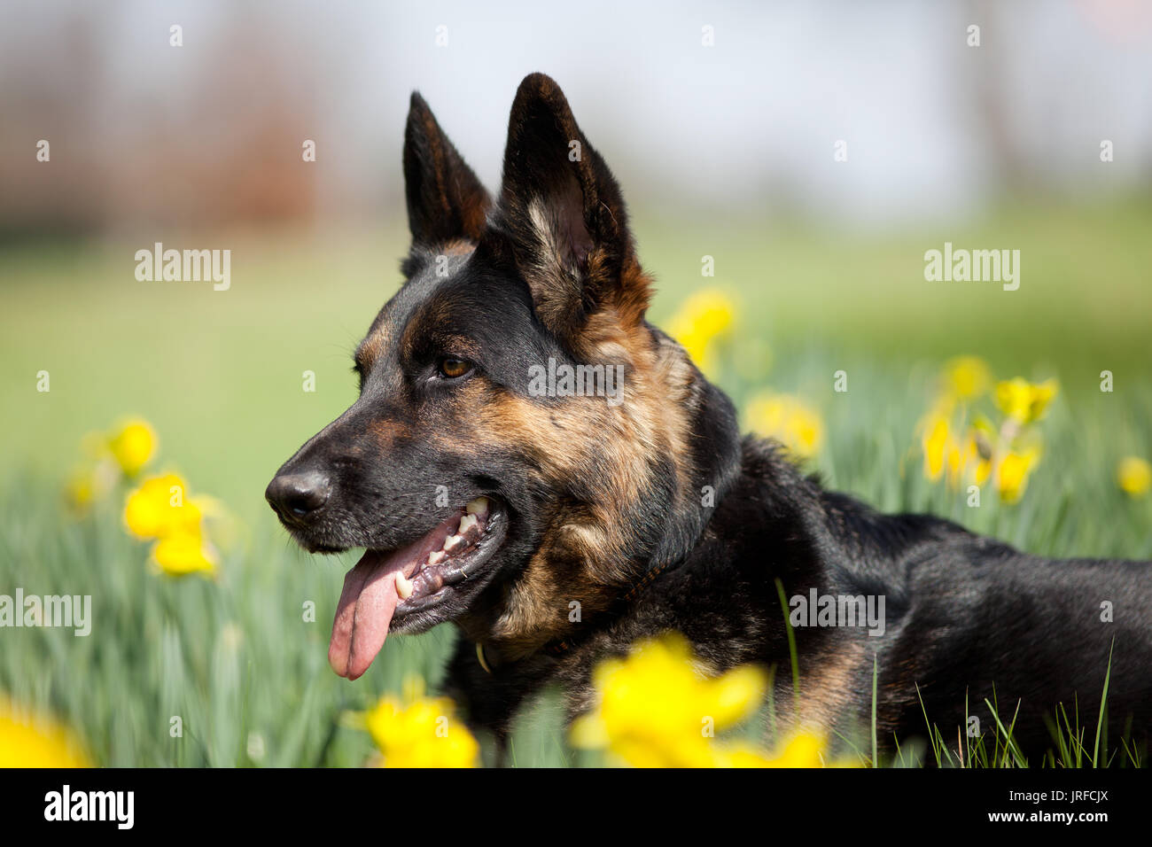 German shepherd flower field hi-res stock photography and images - Alamy