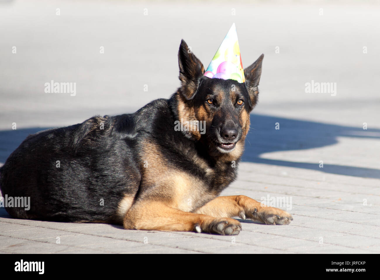 Happy Birthday German Shepherd Funny