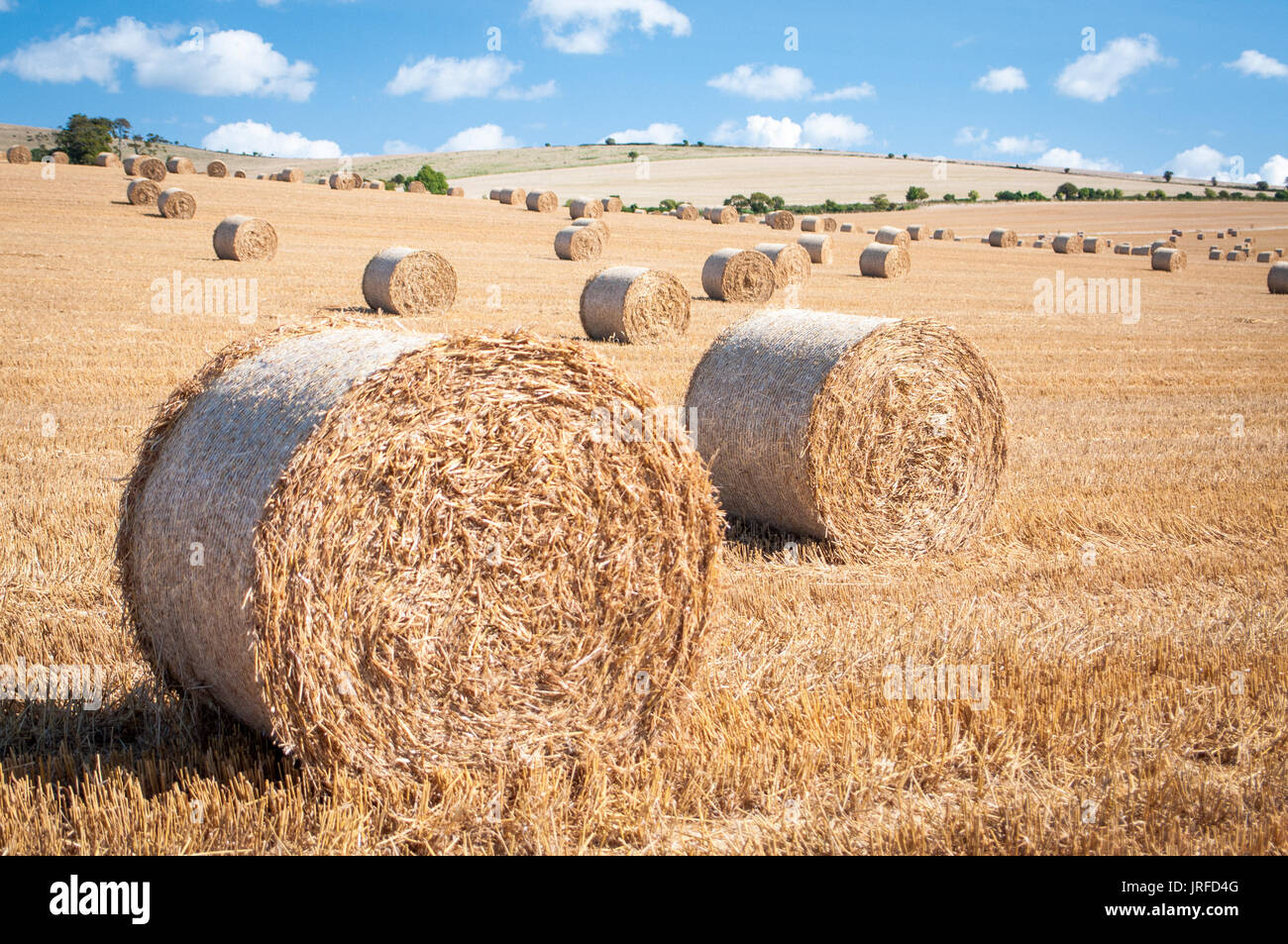 Straw bales on field Stock Photo - Alamy