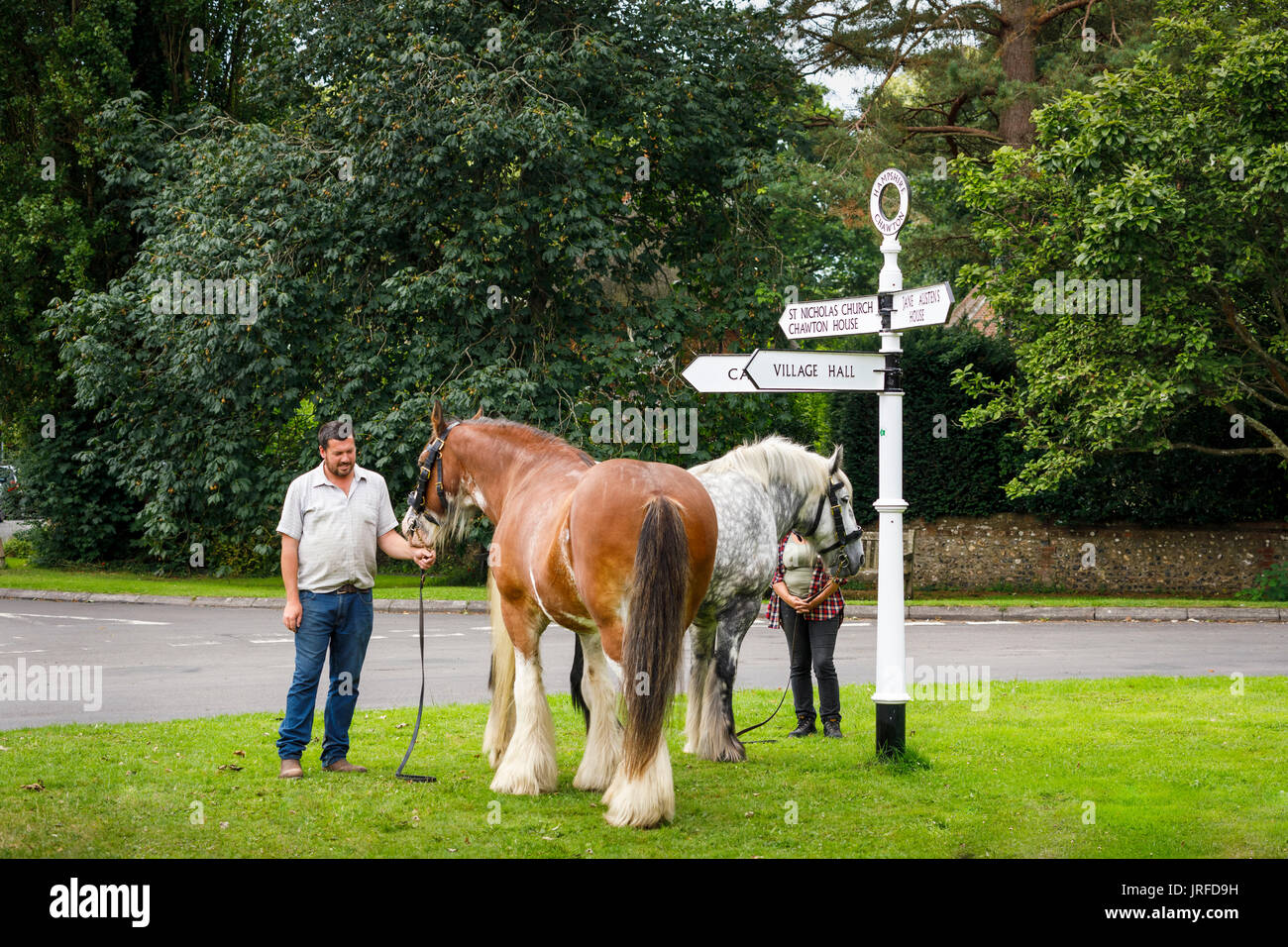 Traditional Shire Horses High Resolution Stock Photography and Images ...