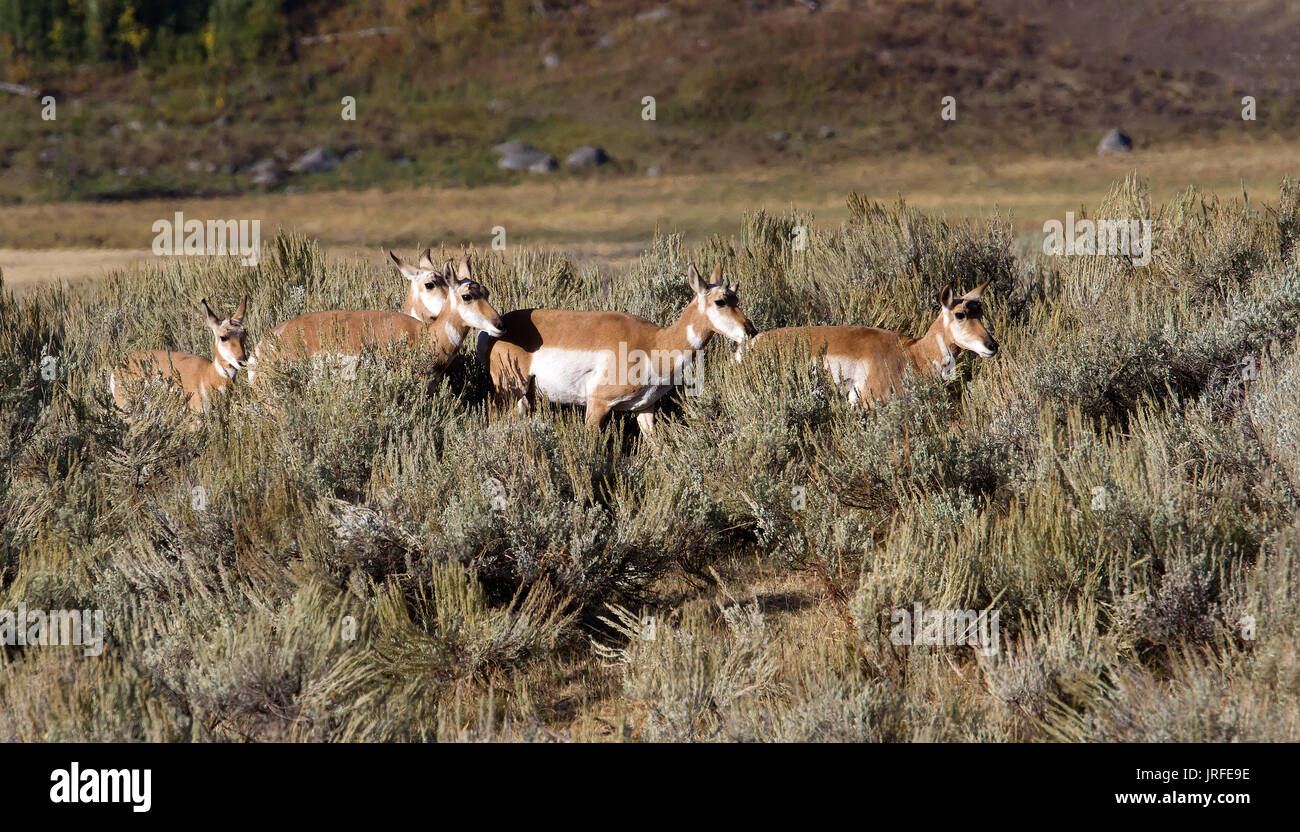 American Pronghorn Antelope Stock Photo - Alamy