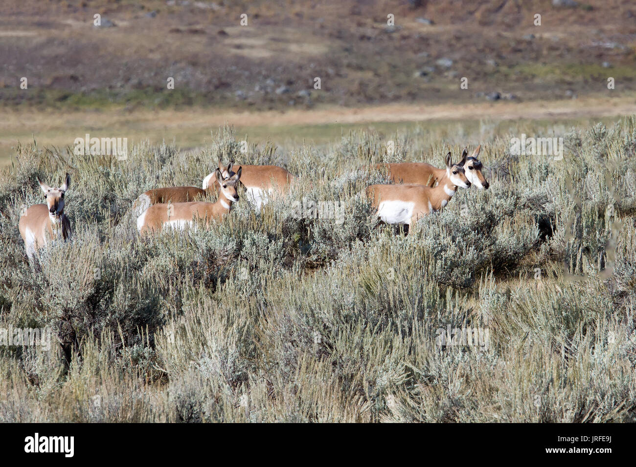 American Pronghorn Antelope Stock Photo - Alamy