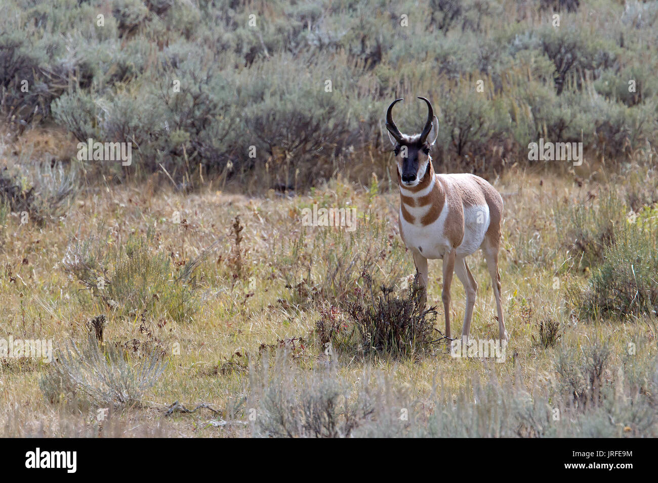 American Pronghorn Antelope Stock Photo - Alamy
