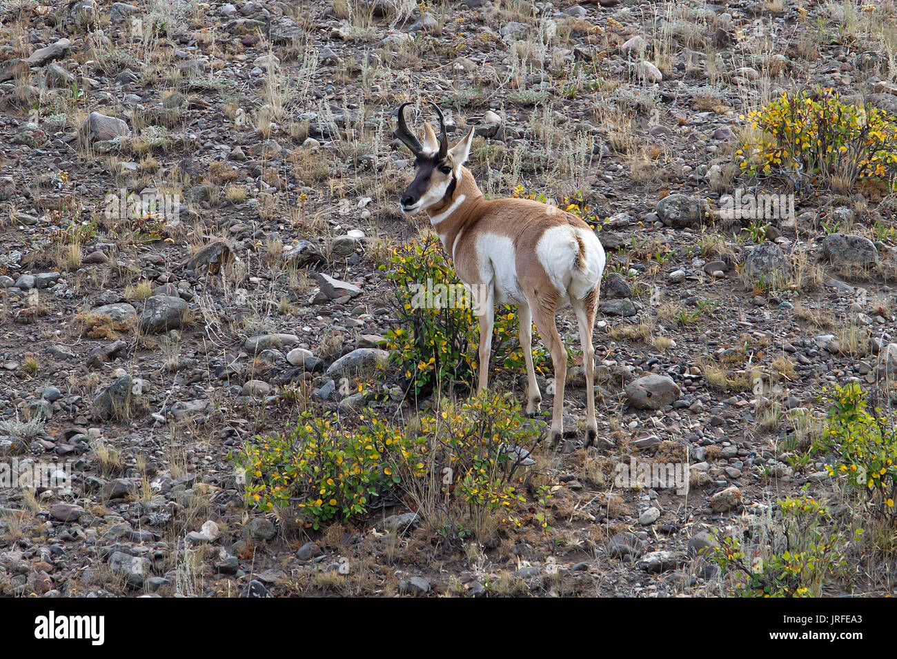 American Pronghorn Antelope Stock Photo - Alamy