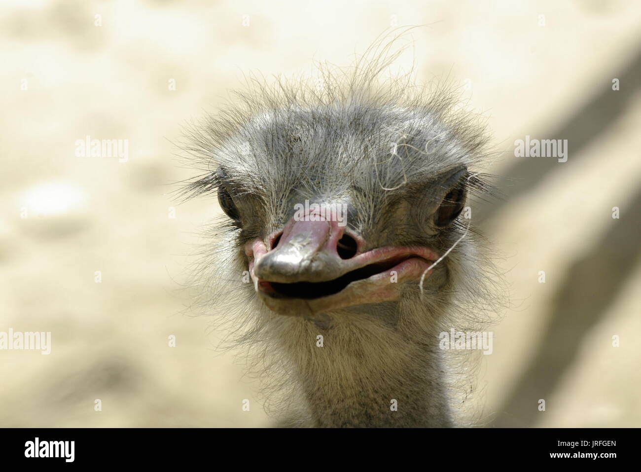 Ostrich head detail Stock Photo - Alamy