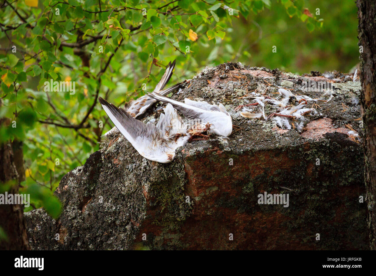 Dead bird eaten by peregrine falcon hi-res stock photography and images ...