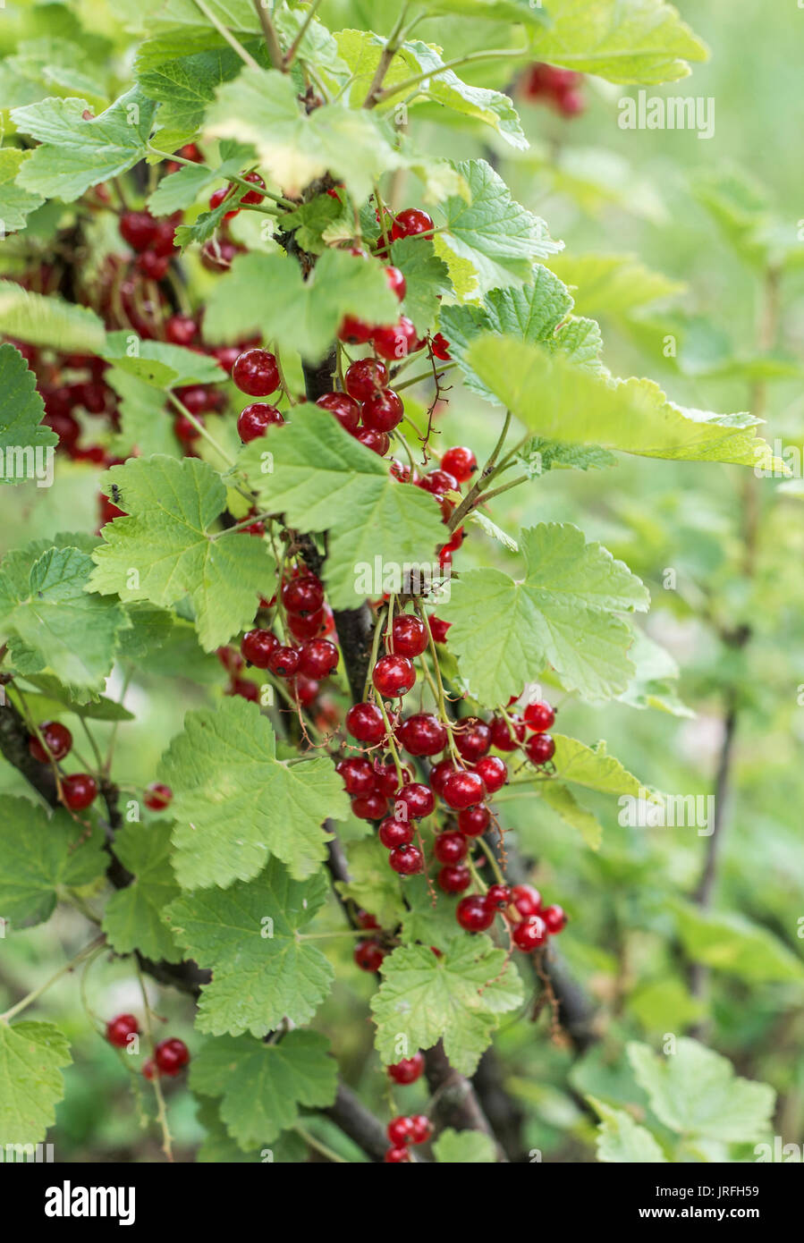 plant Ripe red currant berries fruit bio organic backyard healthy ...