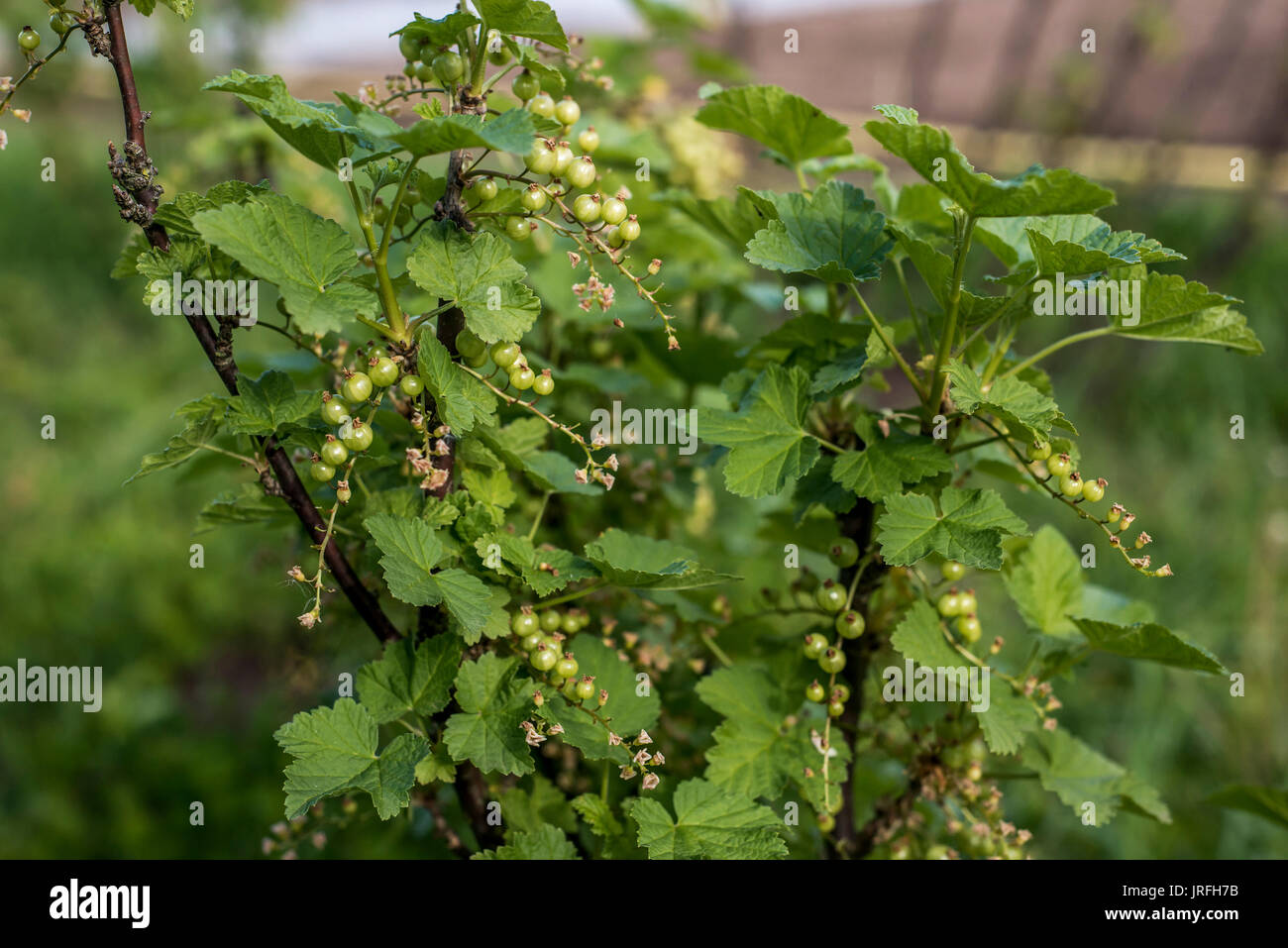 Currant Plant unripe raw red and white currants fruit bio organic ...
