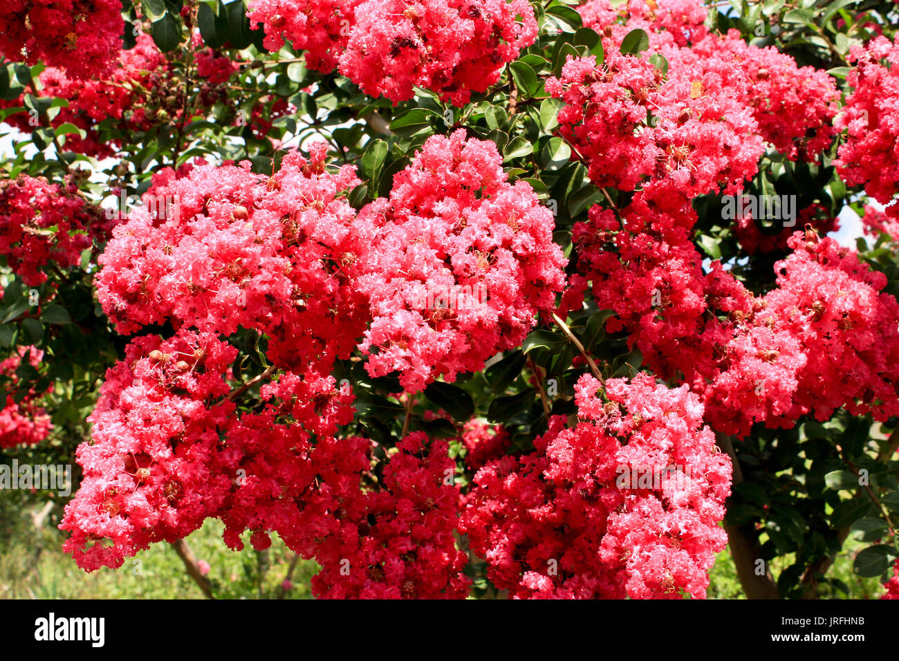 Crepe Myrtle Trees Red Heart