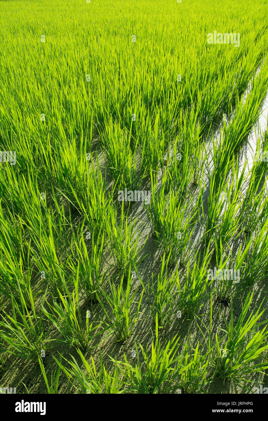 Japan, Kyoto, rice field, agriculture Stock Photo - Alamy