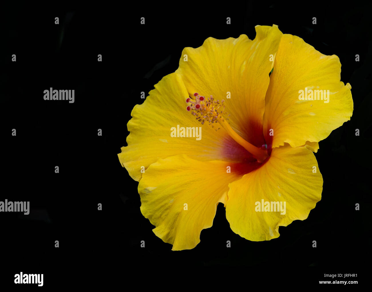 Yellow hibiscus flower plant hi-res stock photography and images - Alamy