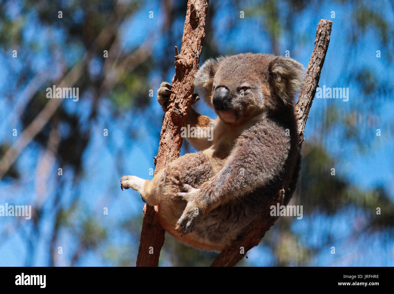 Native australian eucalyptus tree hi-res stock photography and images ...