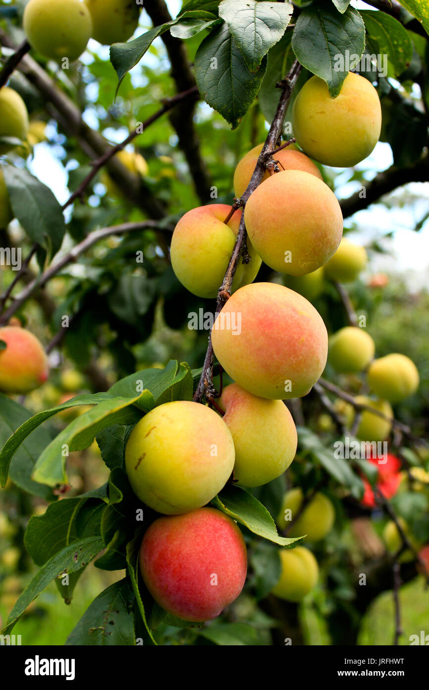 Peach fruit orchard hi-res stock photography and images - Alamy