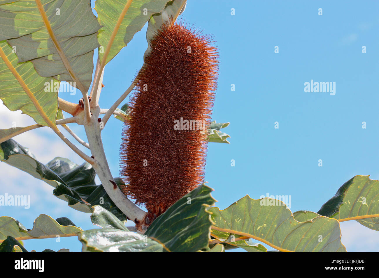 Red Australian native Banksia flower against blue sky Stock Photo - Alamy
