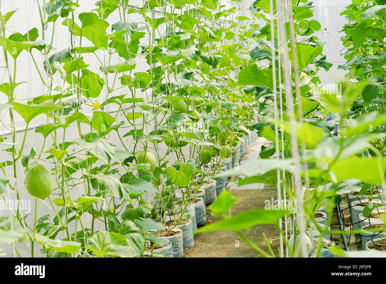 Greenhouse plantation of melon farm Stock Photo - Alamy