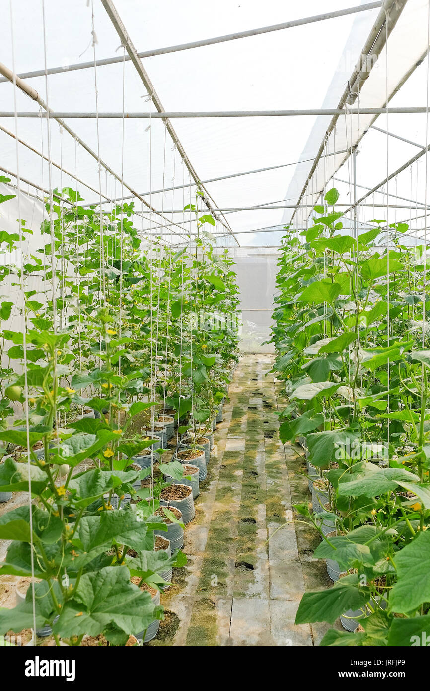 Greenhouse plantation of melon farm Stock Photo - Alamy