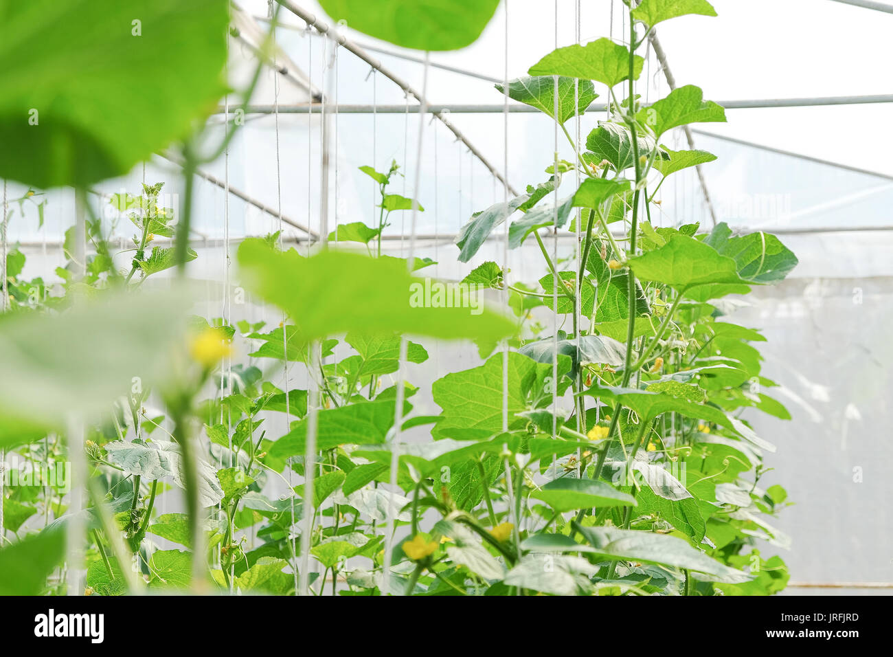Greenhouse plantation of melon farm Stock Photo - Alamy