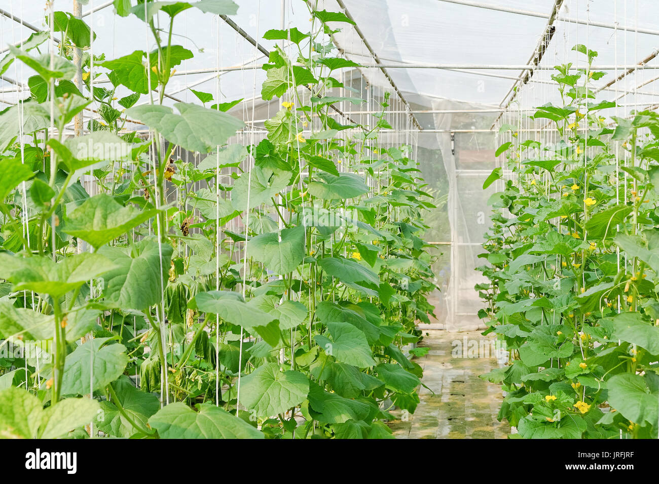 Greenhouse plantation of melon farm Stock Photo - Alamy