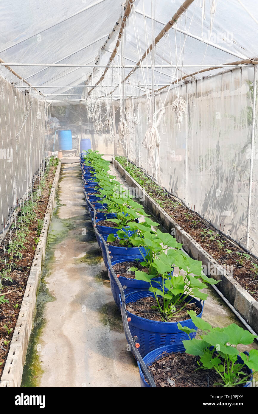 Young plants growing in nursery Stock Photo - Alamy
