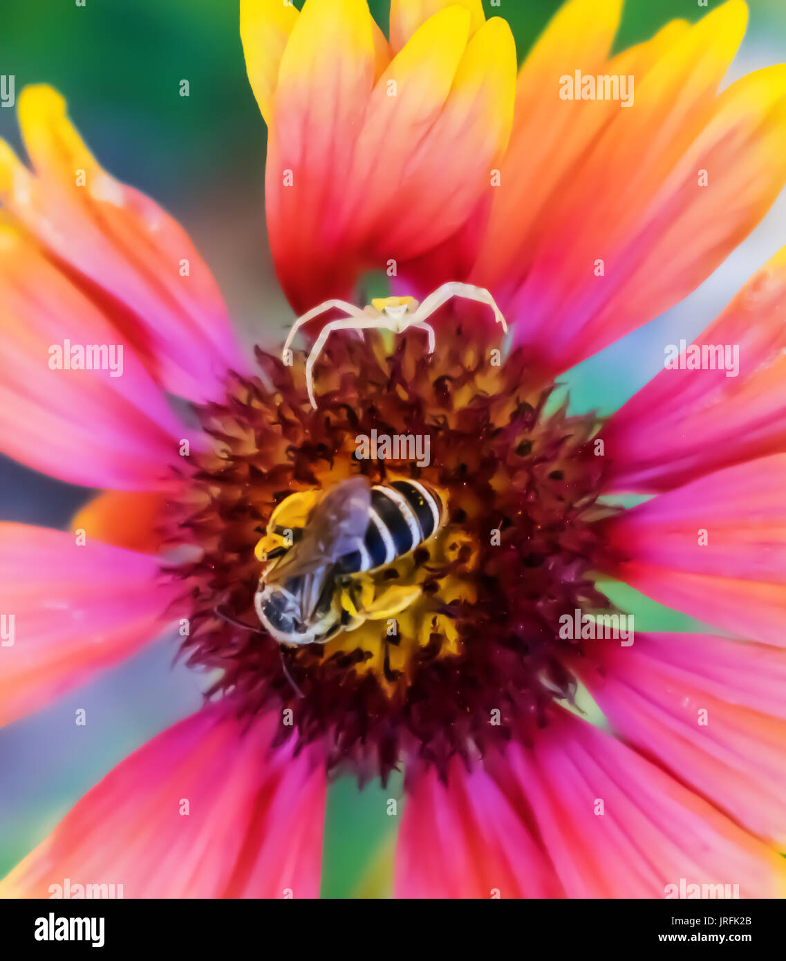 Spider vs Bee. Spider preparing an ambush for the unaware bee! Stock ...