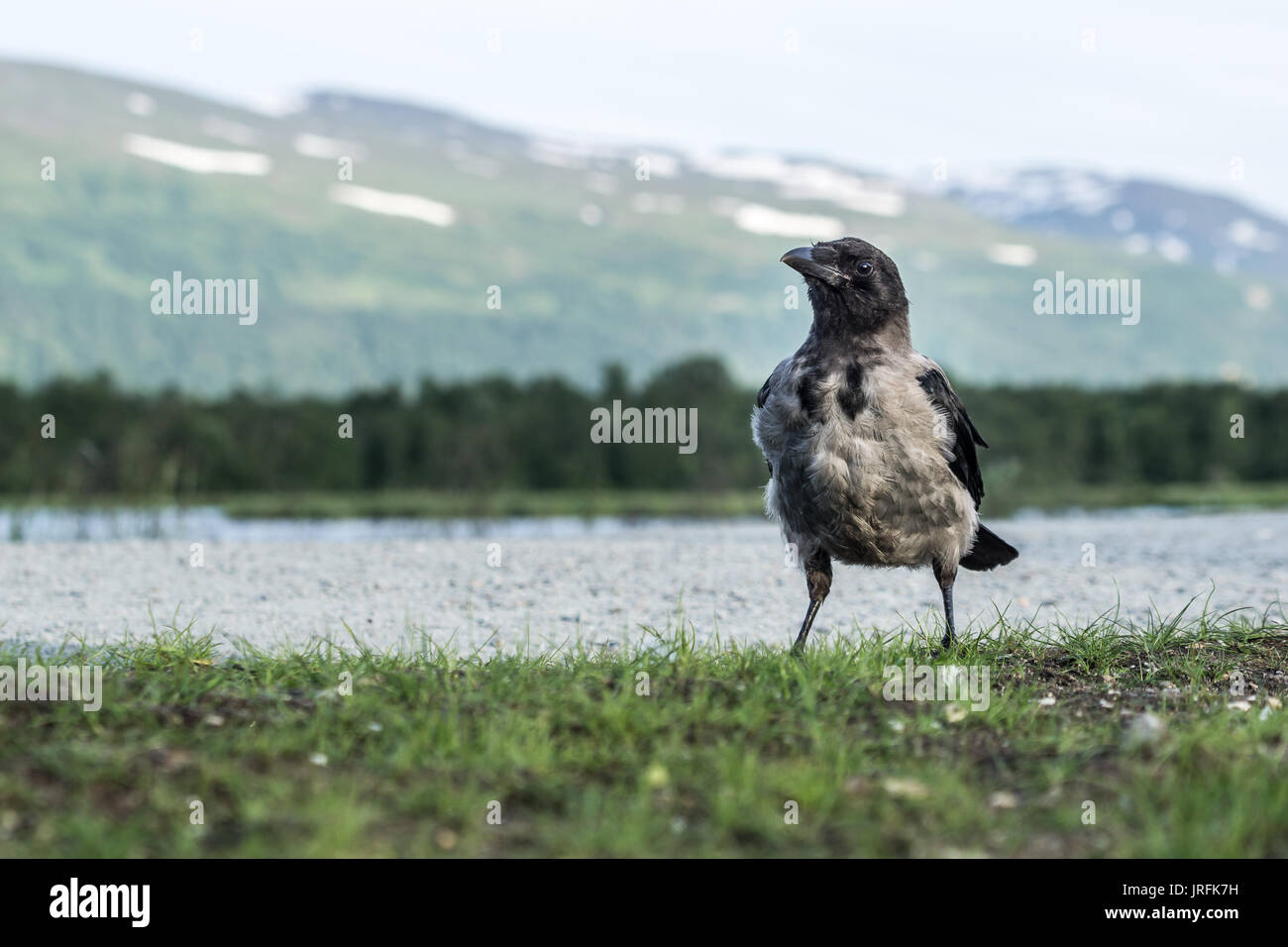 A crow was standing around looking for shiny objects to collect Stock ...