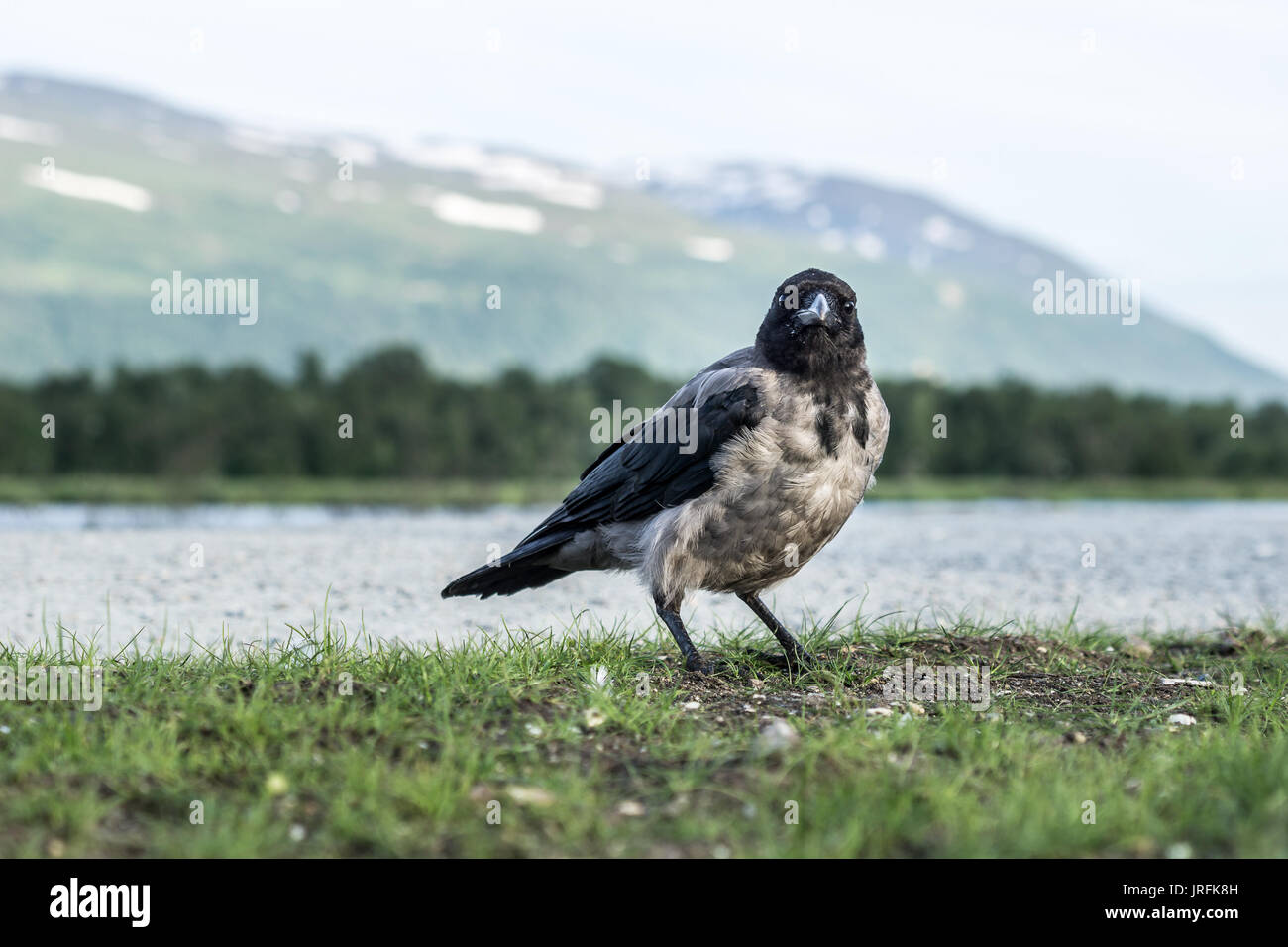 A crow was standing around looking for shiny objects to collect Stock ...